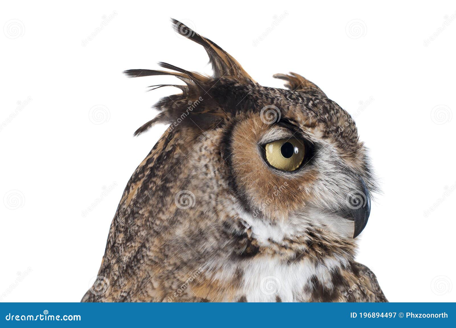Portrait of Great Horned Owl Isolated on White Stock Image - Image of ...