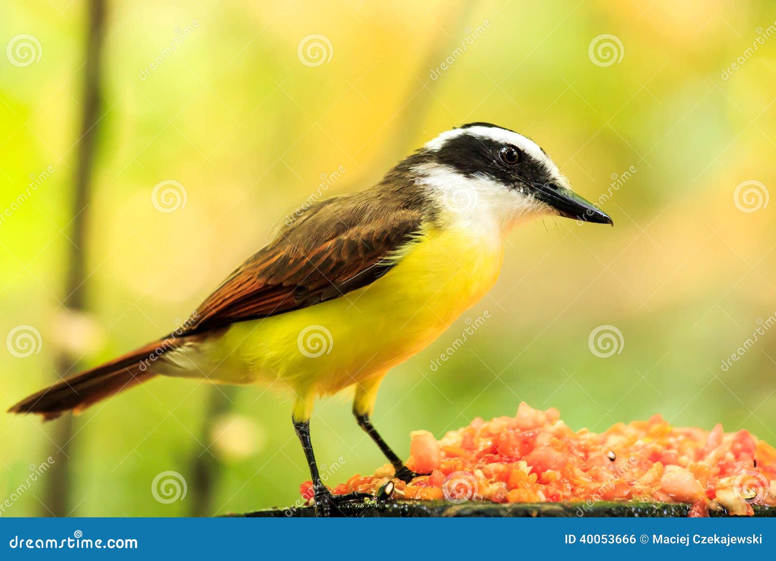 Portrait of Great Kiskadee Bird Stock Photo - Image of forest, greenery ...