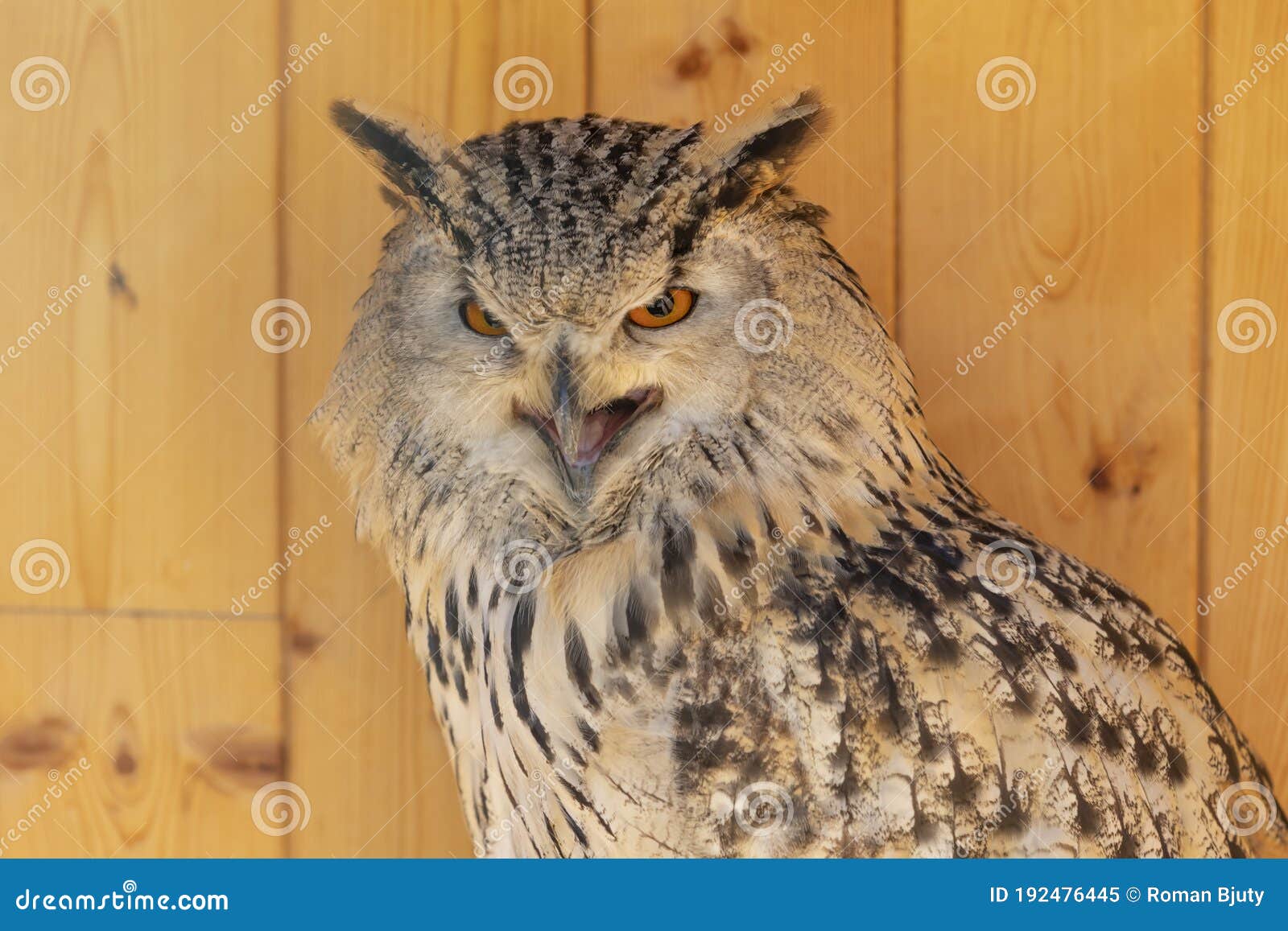 Portrait of a Great West Siberian Eagle Owl. he Has an Open Beak and ...