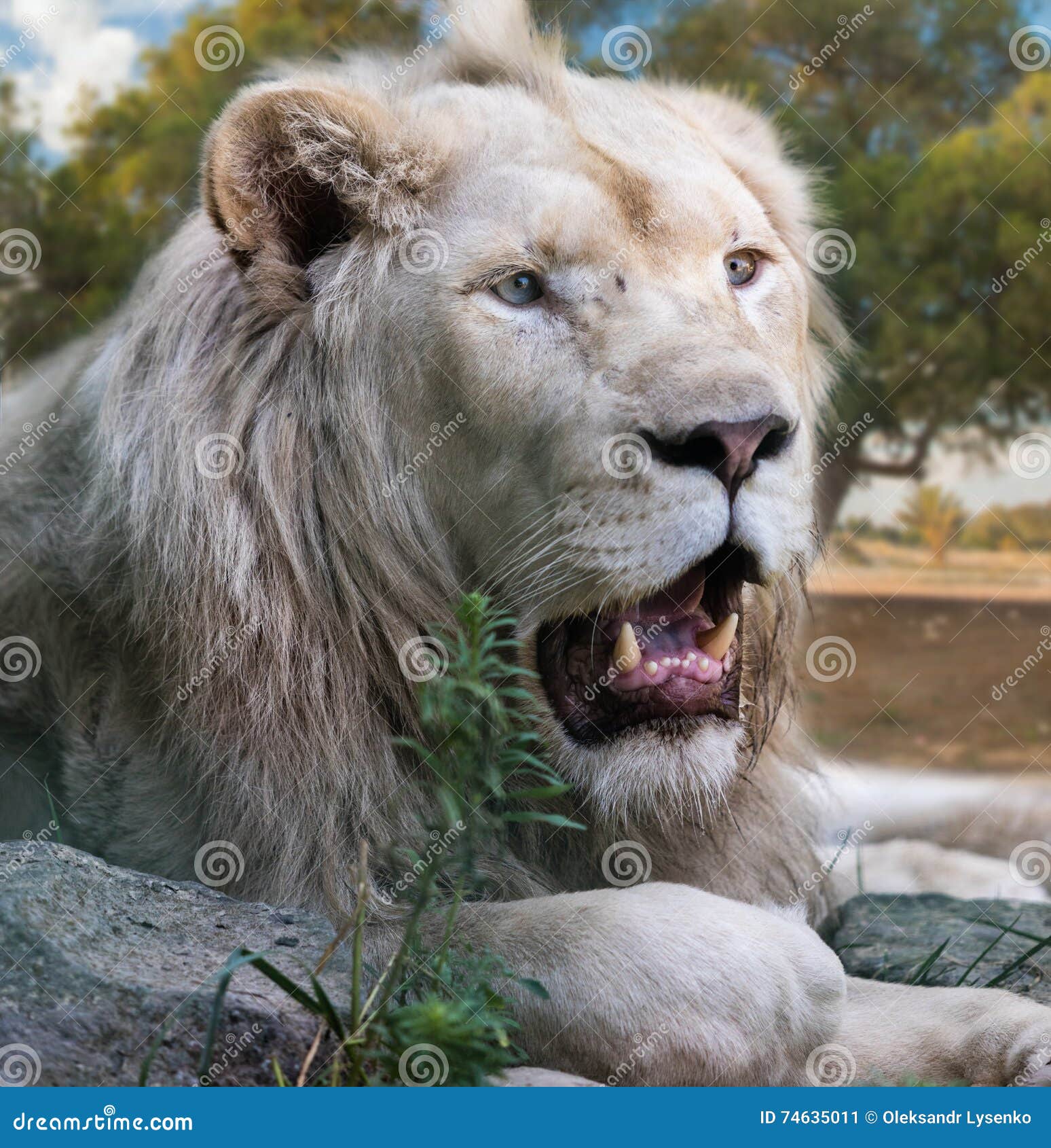 Portrait great white lion stock image. Image of creature - 74635011