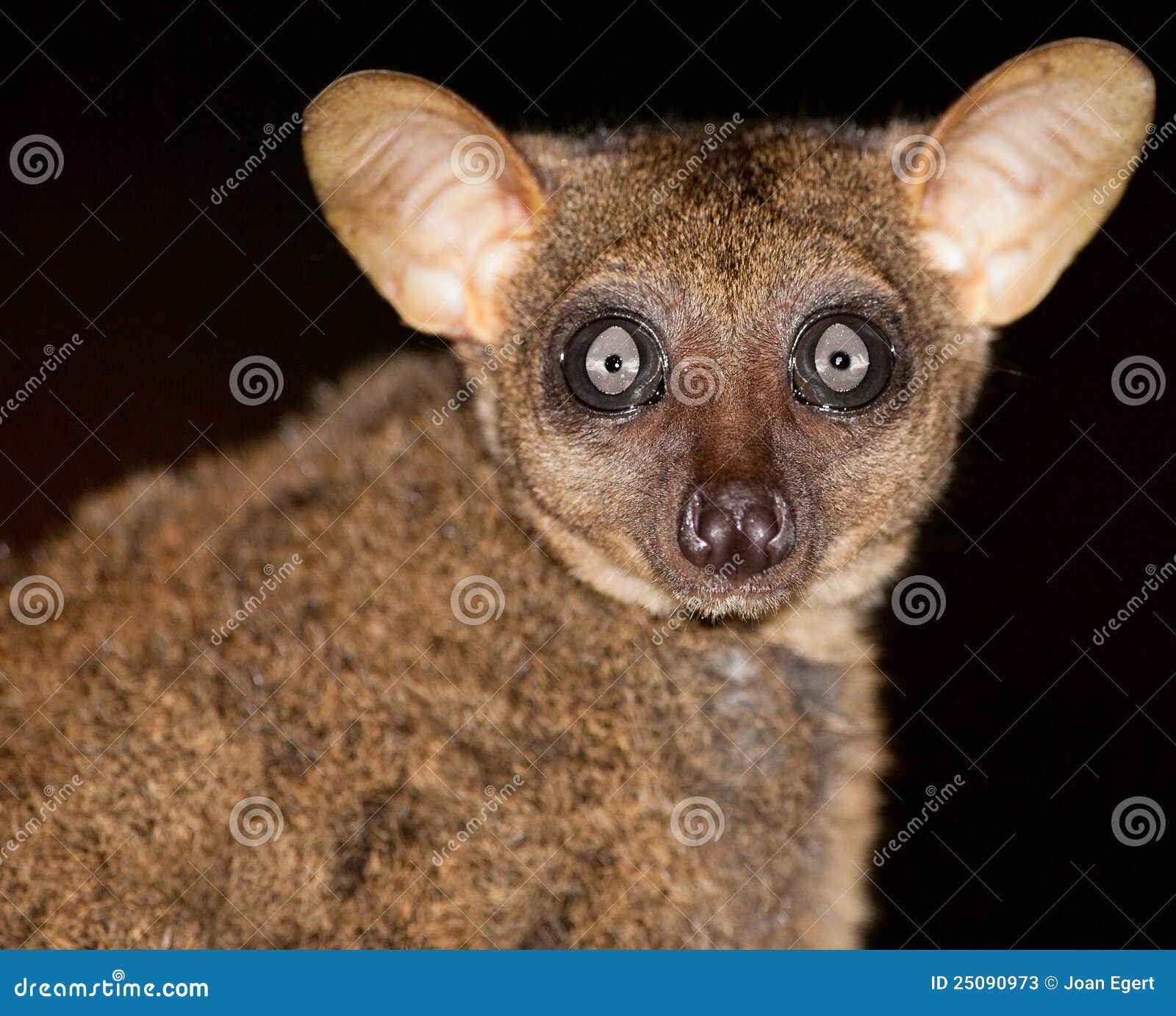 Portrait of a Greater Galago. Stock Image - Image of close, equator ...