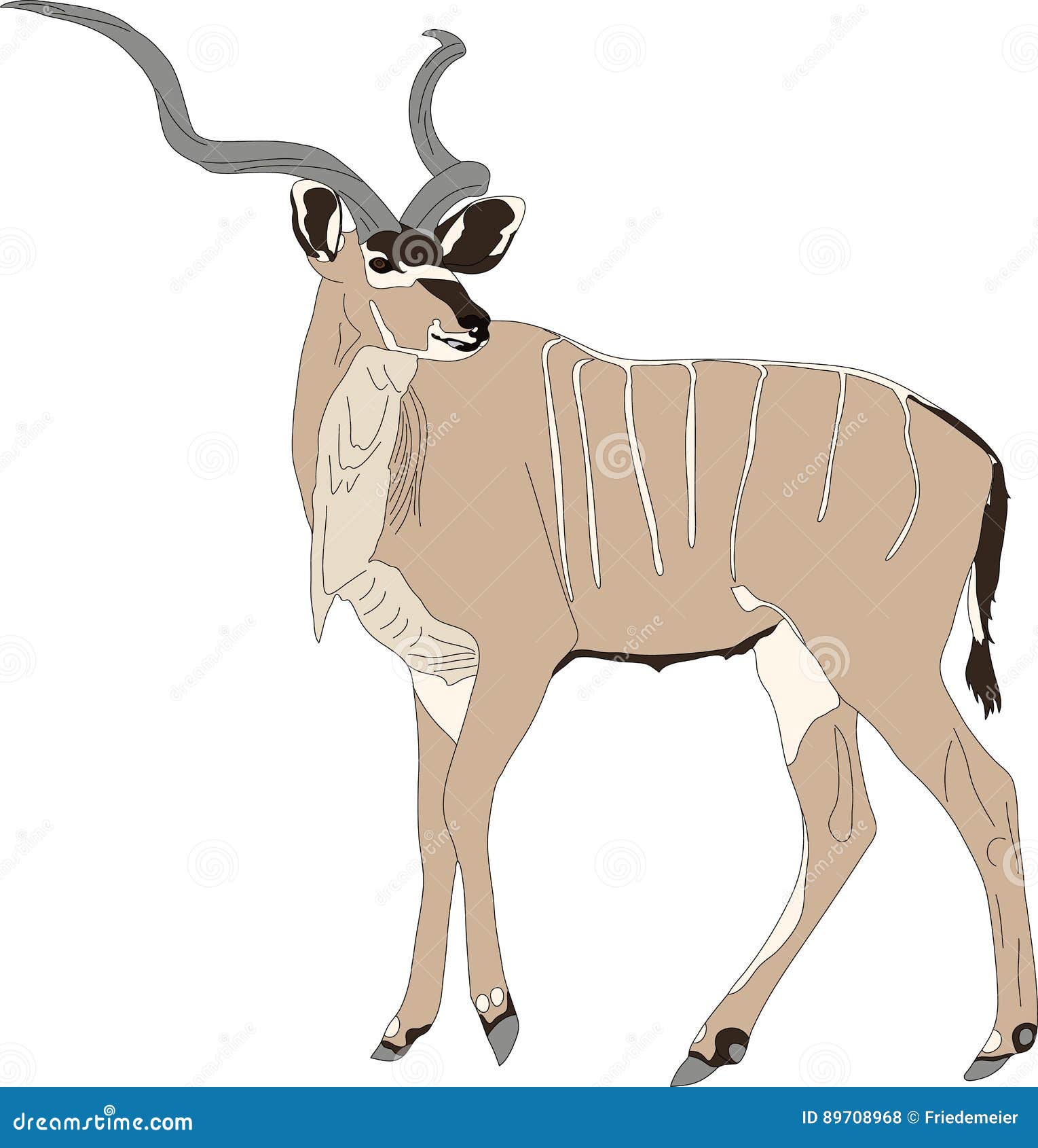 Portrait of a Greater Kudu Antelope Stock Vector - Illustration of wild ...