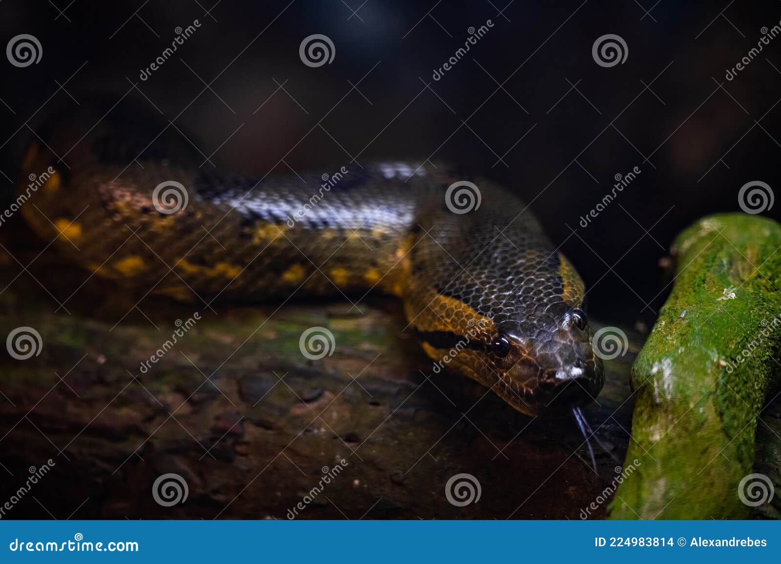 Portrait of a Green Anaconda in the Jungle Stock Photo - Image of giant ...