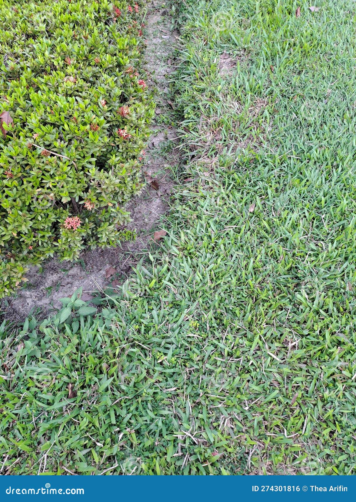 Portrait of Green Grass Wallpaper Stock Photo - Image of field, garden ...