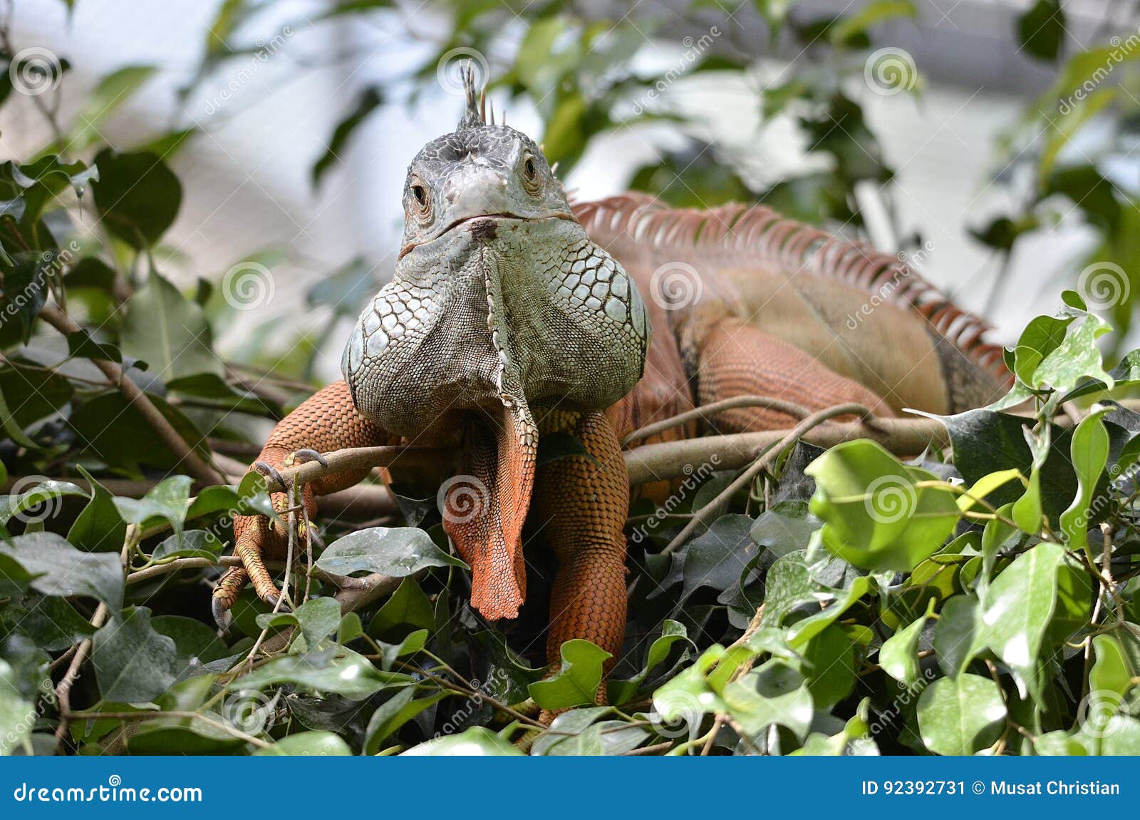 Portrait of green iguana stock image. Image of animal - 92392731