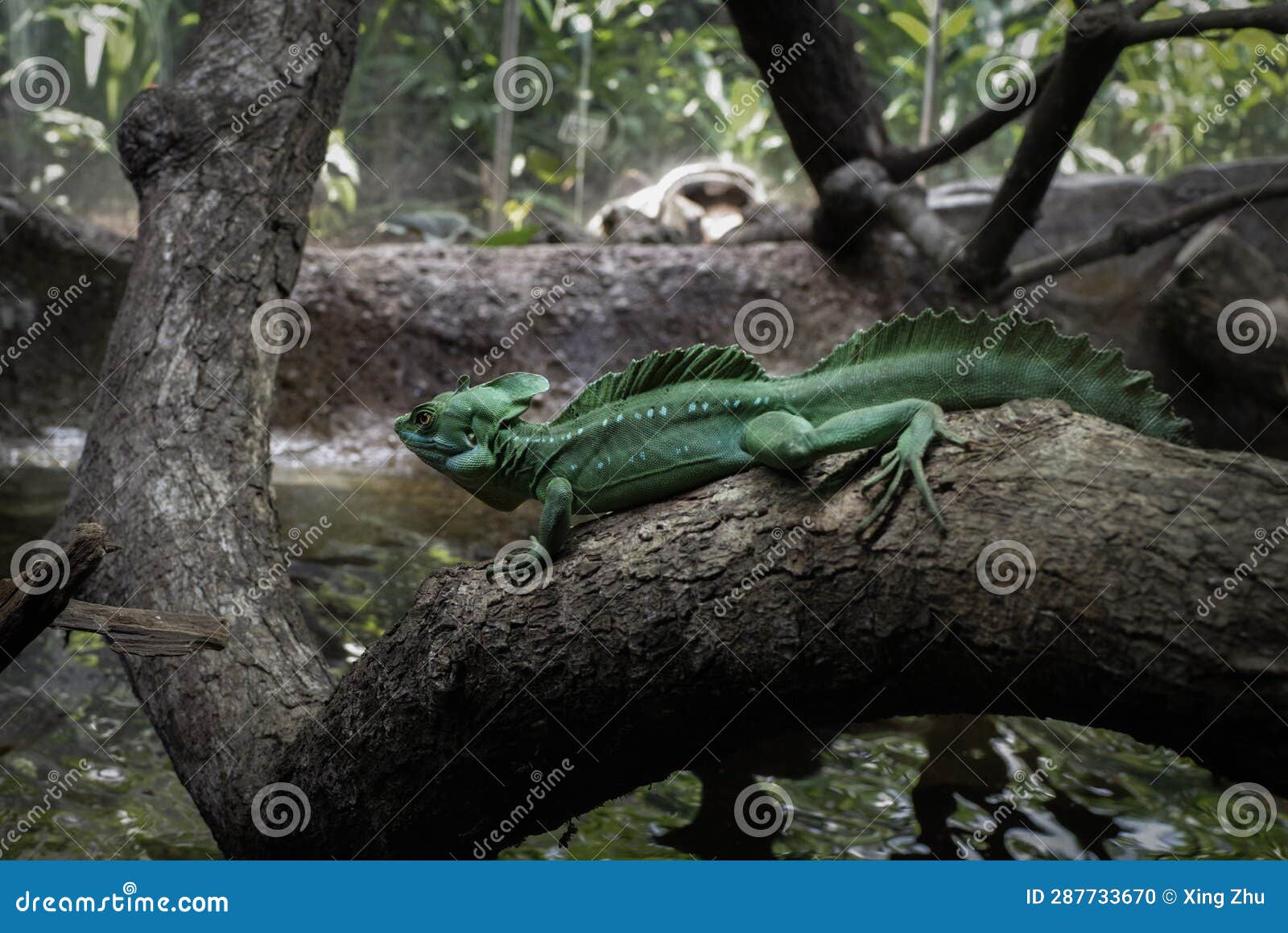 Big Green Lizard on the Tree Stock Photo - Image of comouflage, prey ...
