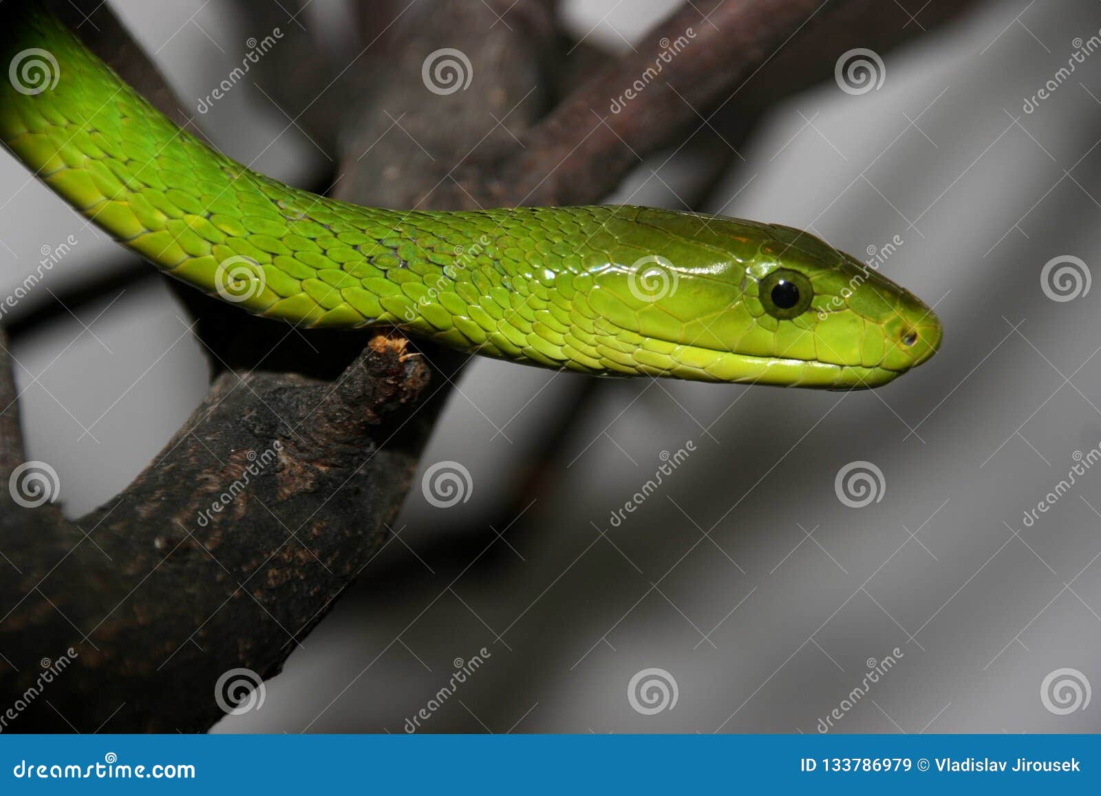 Portrait of Green Mamba, Dendroaspis Viridis Stock Image - Image of ...