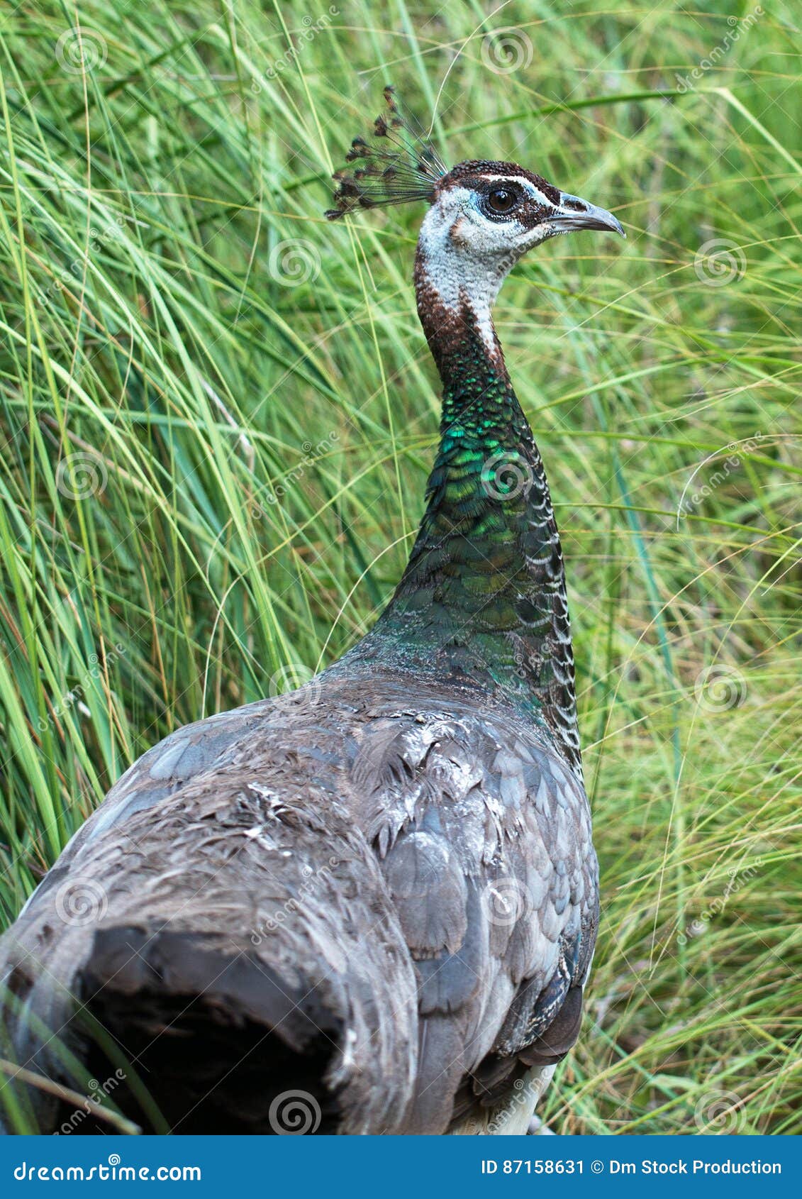 Portrait of green peacock. stock image. Image of animal - 87158631