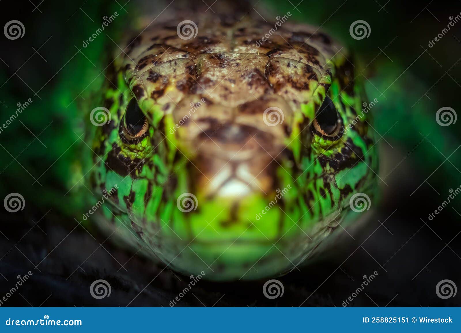 Portrait of a Green Sand Lizard Stock Image - Image of summer, wild ...