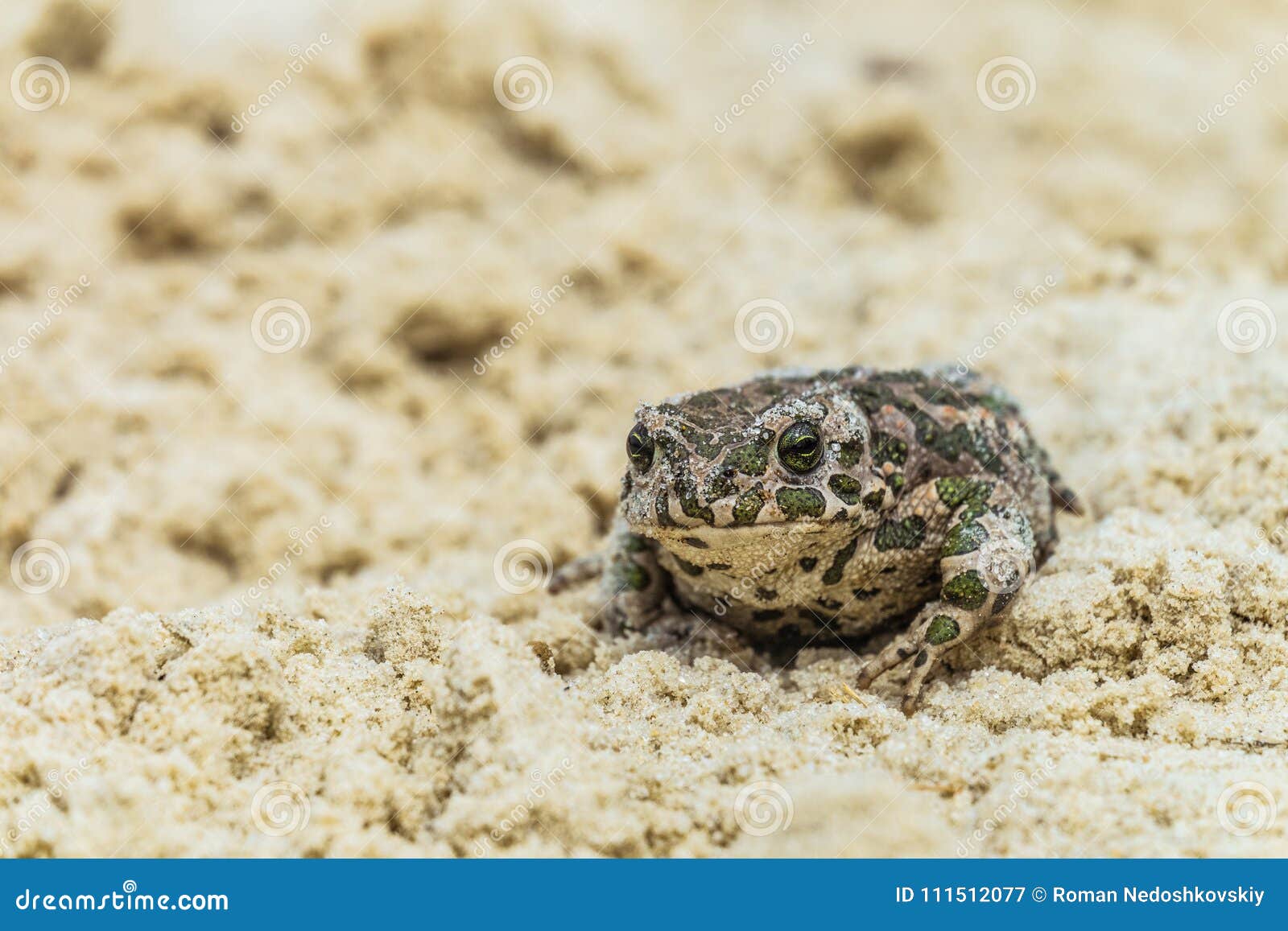 Portrait of a Green Toad Bufotes Viridis Sitting in the Sand Stock ...