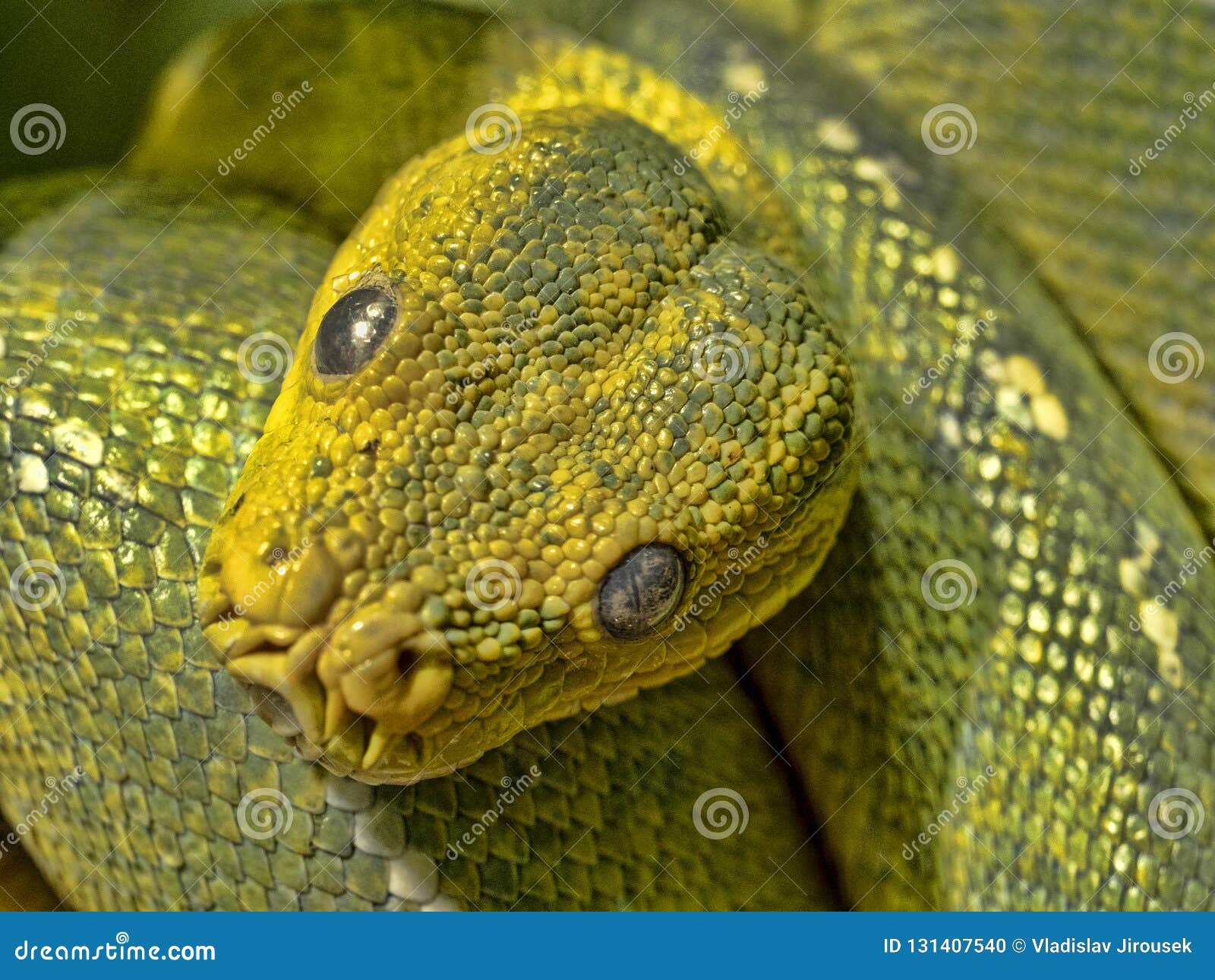 Portrait of Green Tree Python, Chondropython Viridis Stock Photo ...
