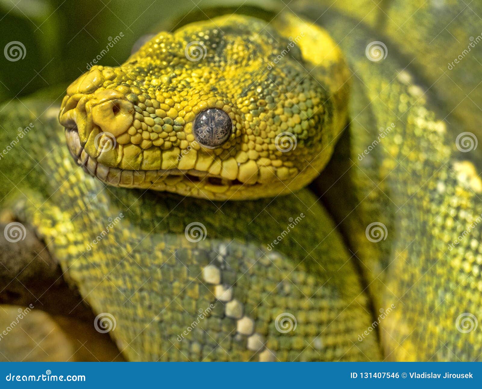 Portrait of Green Tree Python, Chondropython Viridis Stock Photo ...