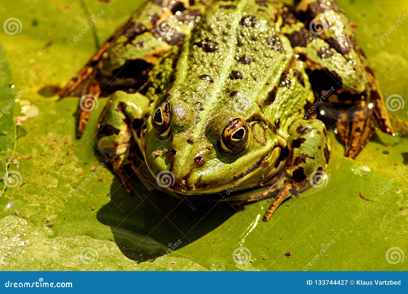 Portrait of a Green Wild Frog Stock Image - Image of swimming, state ...