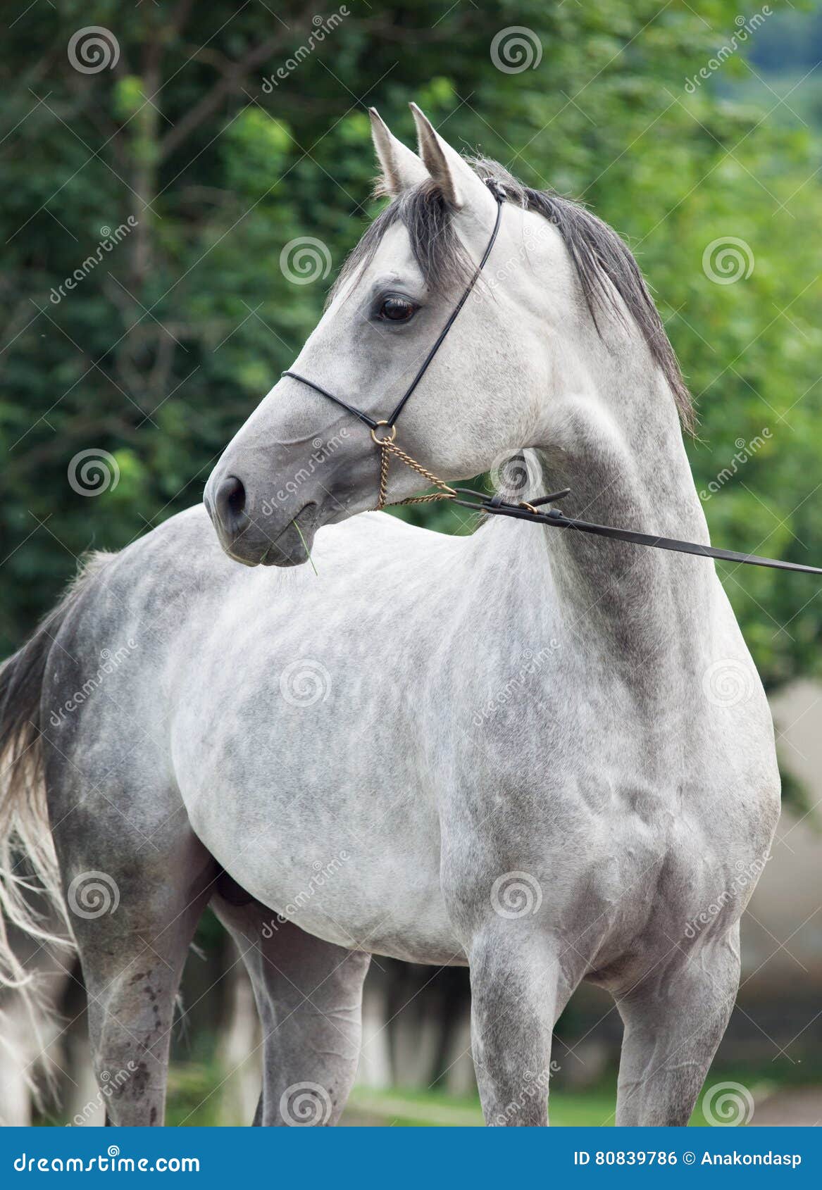 Portrait of Grey Arabian Stallion Stock Photo - Image of stallion ...