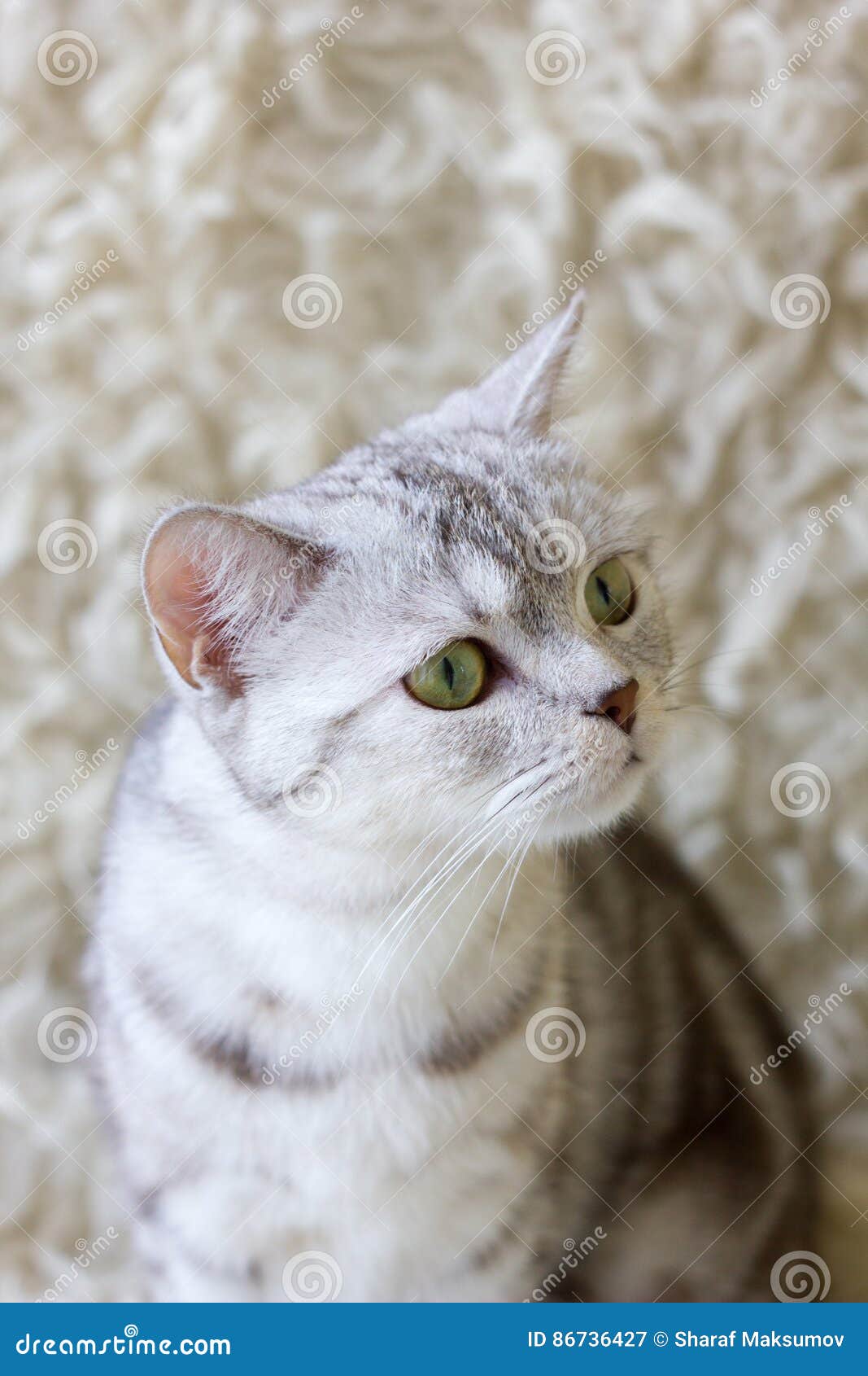 Portrait of Grey Britain Cat. Very Beautiful Cat. Stock Image - Image ...