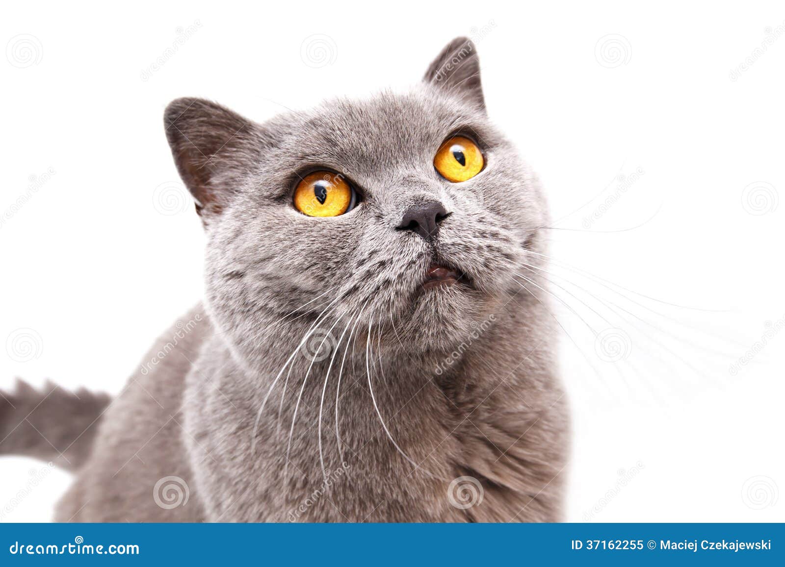 Portrait of a Grey British Cat Stock Image - Image of fluffy, eyes ...