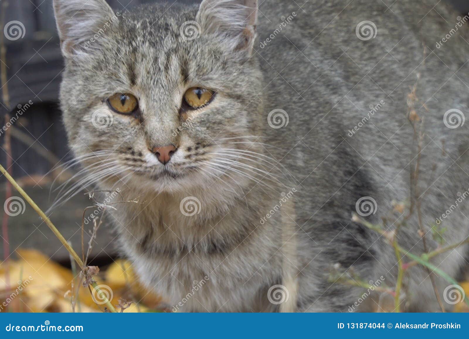 Portrait of Grey Cat with Sad Eyes Stock Photo - Image of claw, grey ...