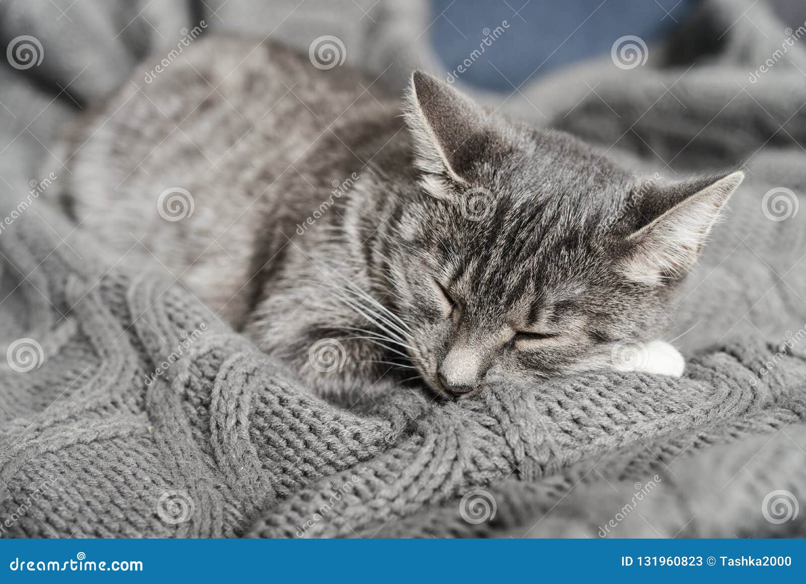 Portrait of Grey Cat Sleeping Stock Image - Image of hair, face: 131960823