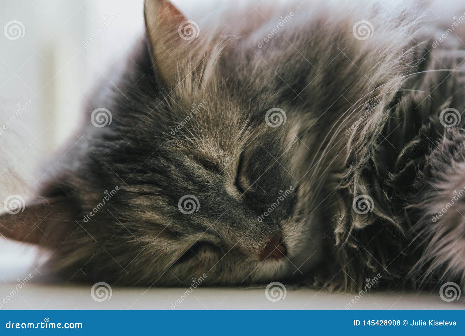 Portrait of Grey Cat Sleeping Stock Photo - Image of furry, kitty ...