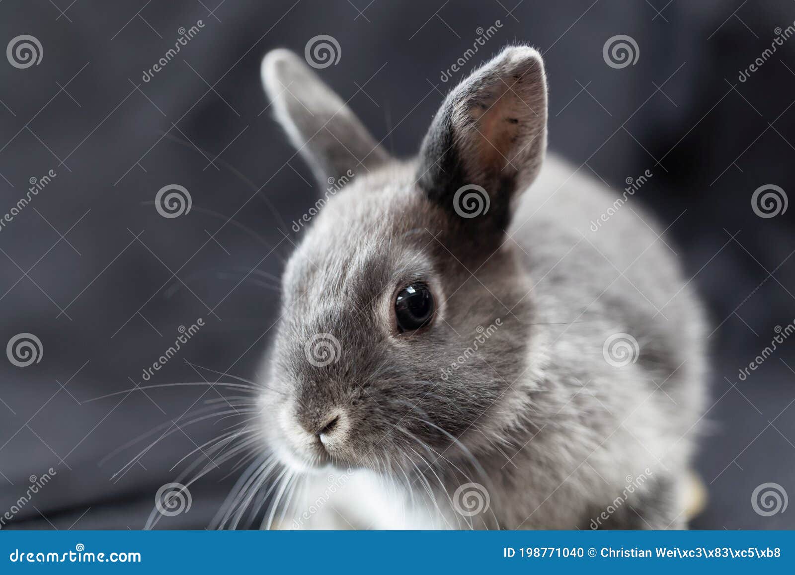 Portrait of a Grey Colored Dwarf Rabbit Stock Photo - Image of soft ...