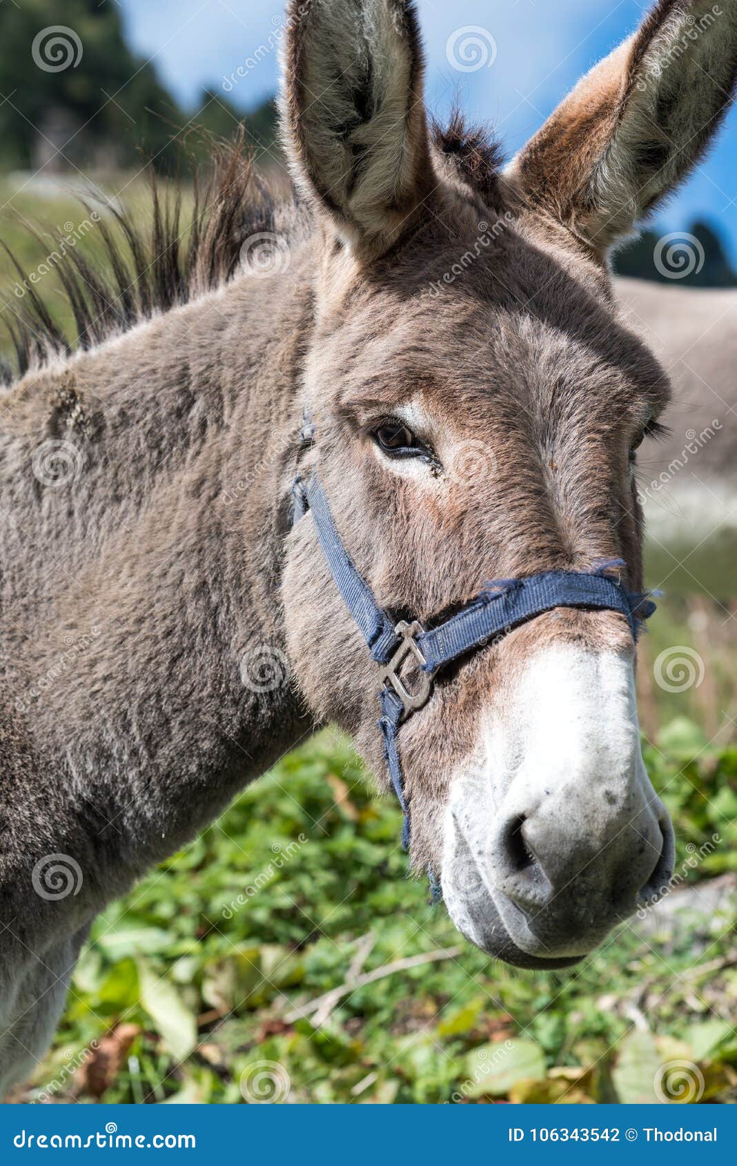 Portrait of a donkey stock photo. Image of mammal, grass - 106343542