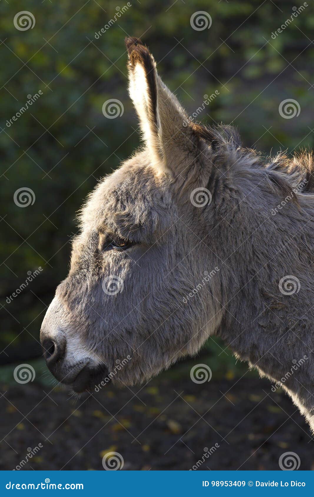 Donkey stock image. Image of mammal, grey, donkey, gaze - 98953409