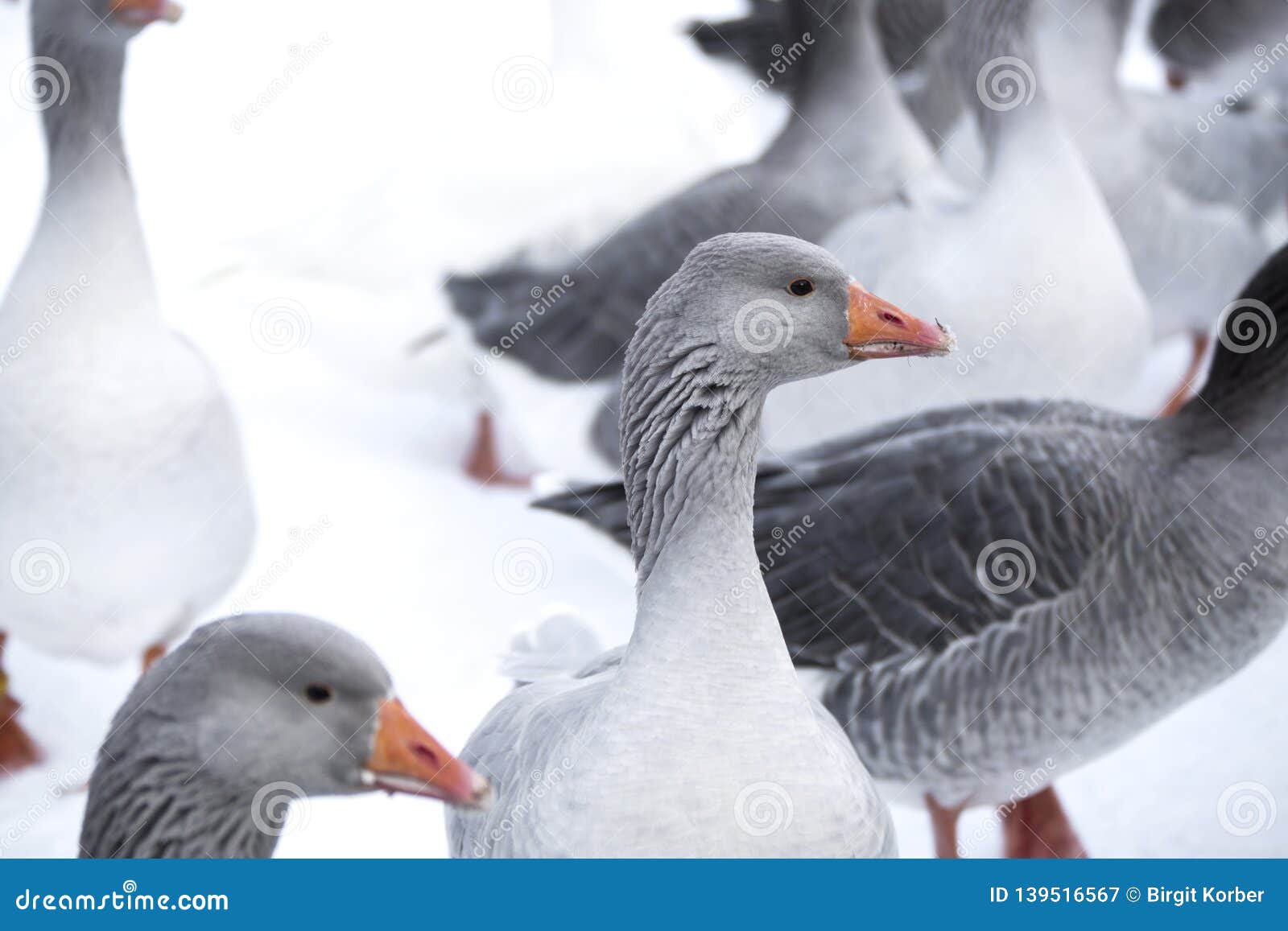 Portrait of a Grey Goose in Wintertime Outdoors Stock Image - Image of ...