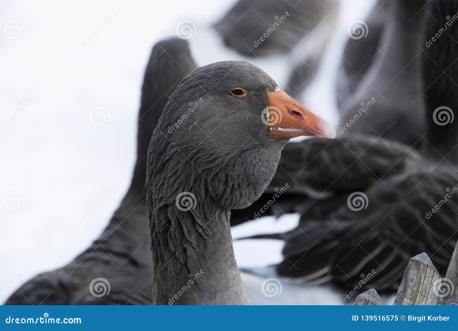 Portrait of a Grey Goose in Wintertime Outdoors Stock Image - Image of ...