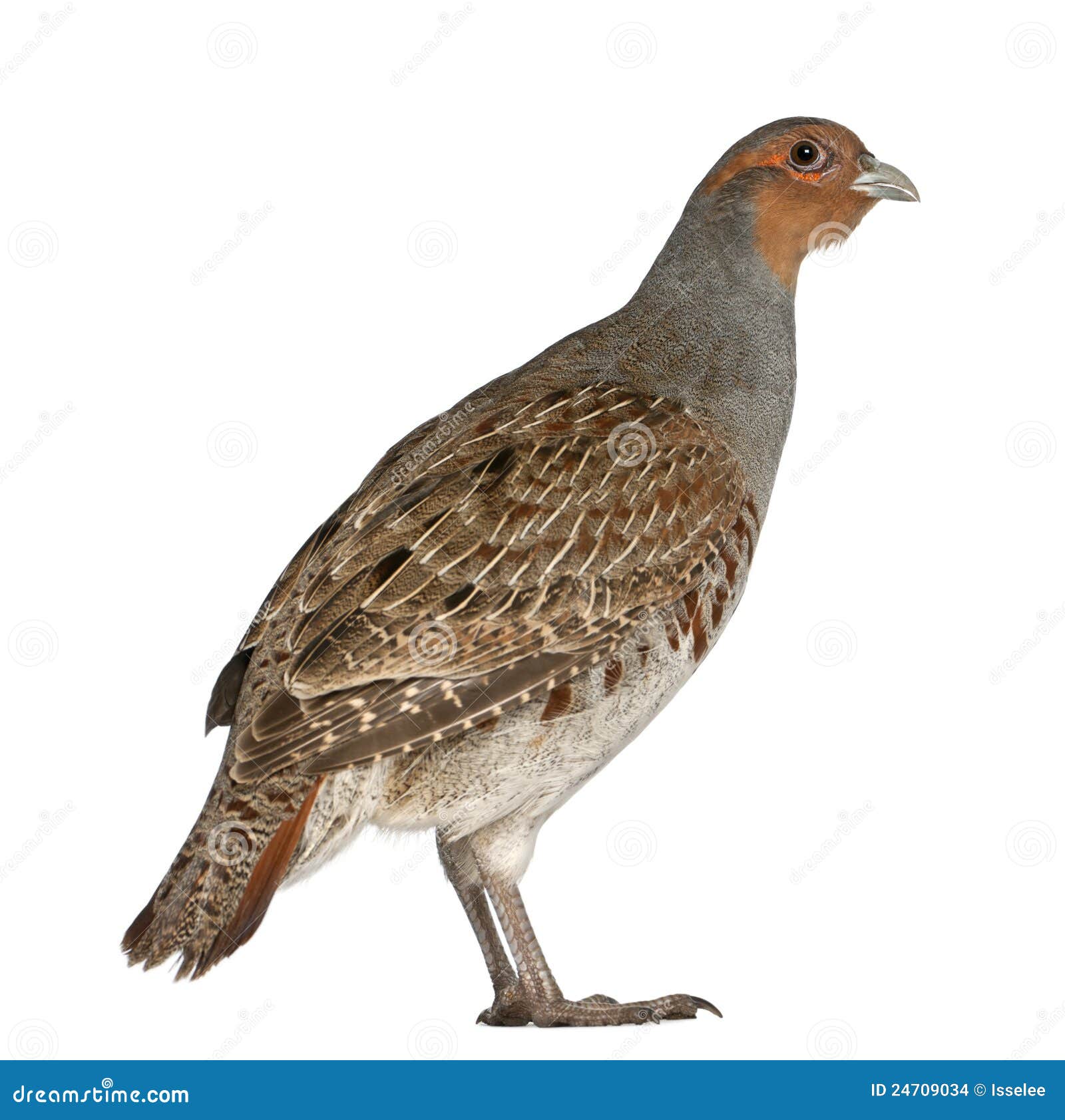 Grey Partridge, Perdix Perdix, Also Known As The English Partridge ...