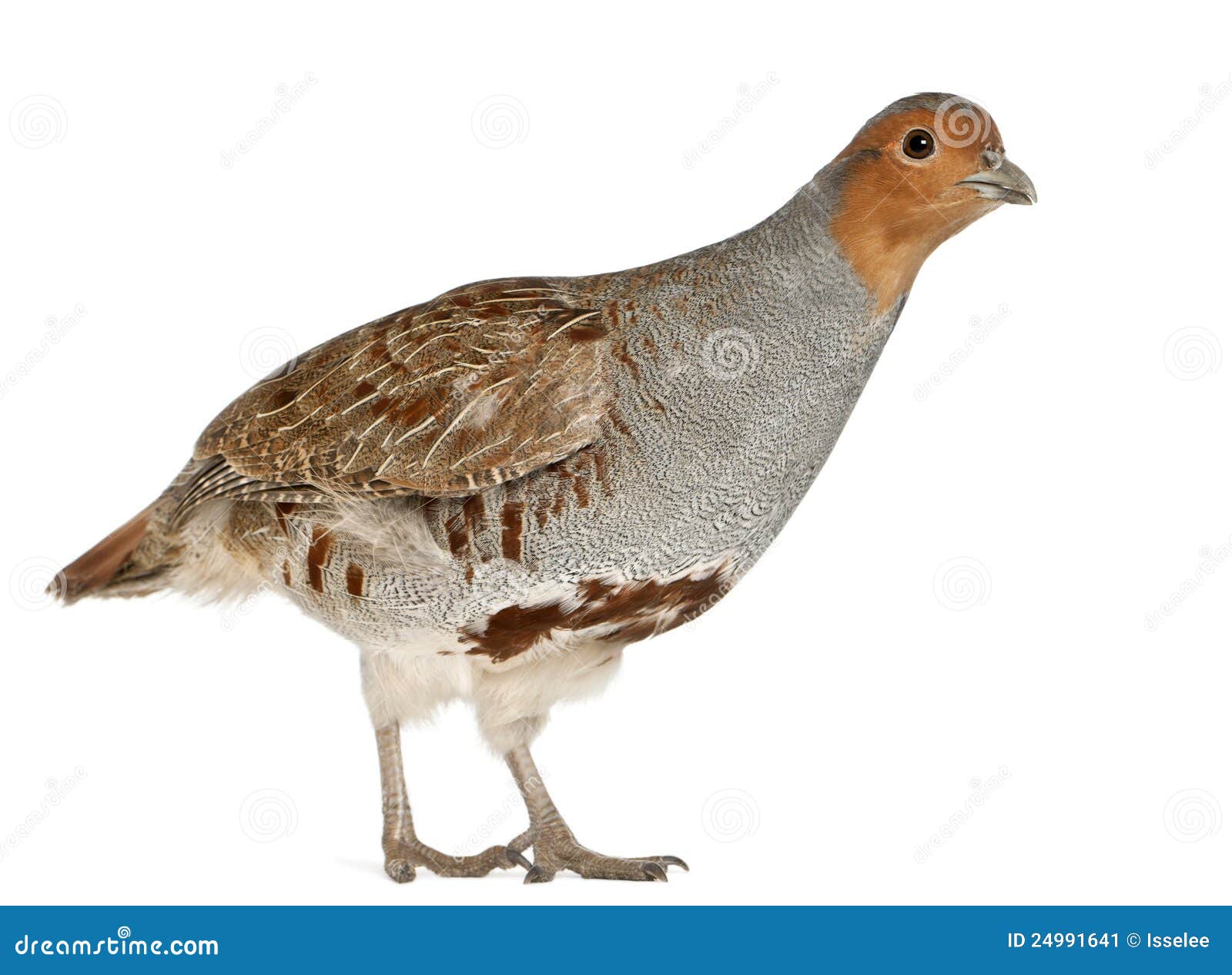 Grey Partridge, Perdix Perdix, Also Known As The English Partridge ...