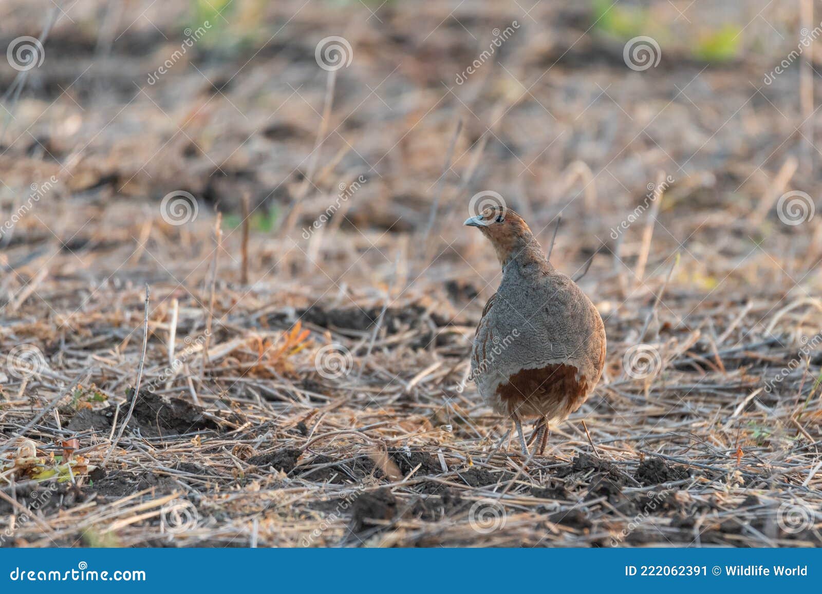 Portrait of Grey Partridge, Perdix Perdix, Hunting Bird Stock Image ...