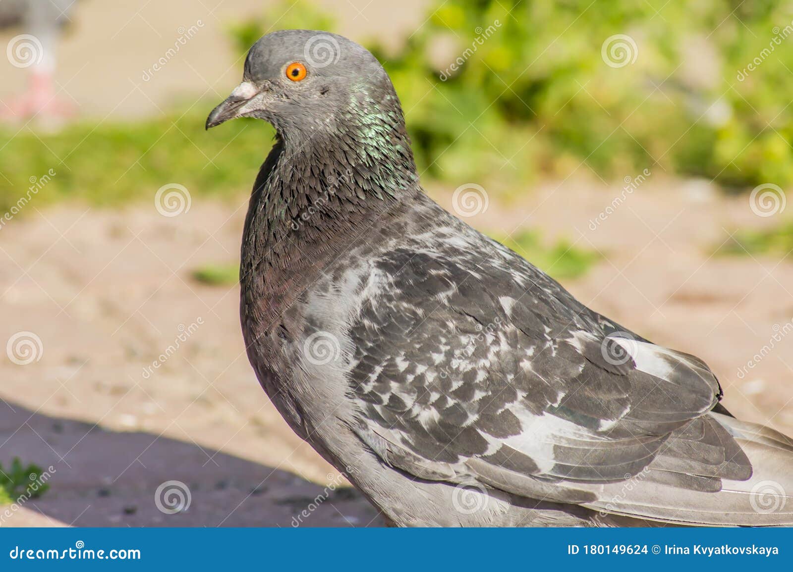 Portrait of grey pigeion stock photo. Image of pigeion - 180149624