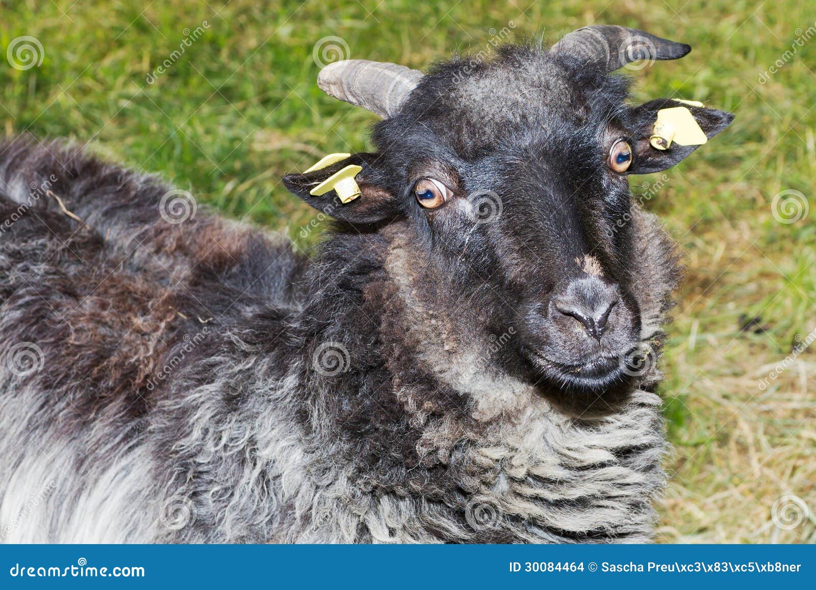 Grey ram stock photo. Image of portrait, agriculture - 30084464