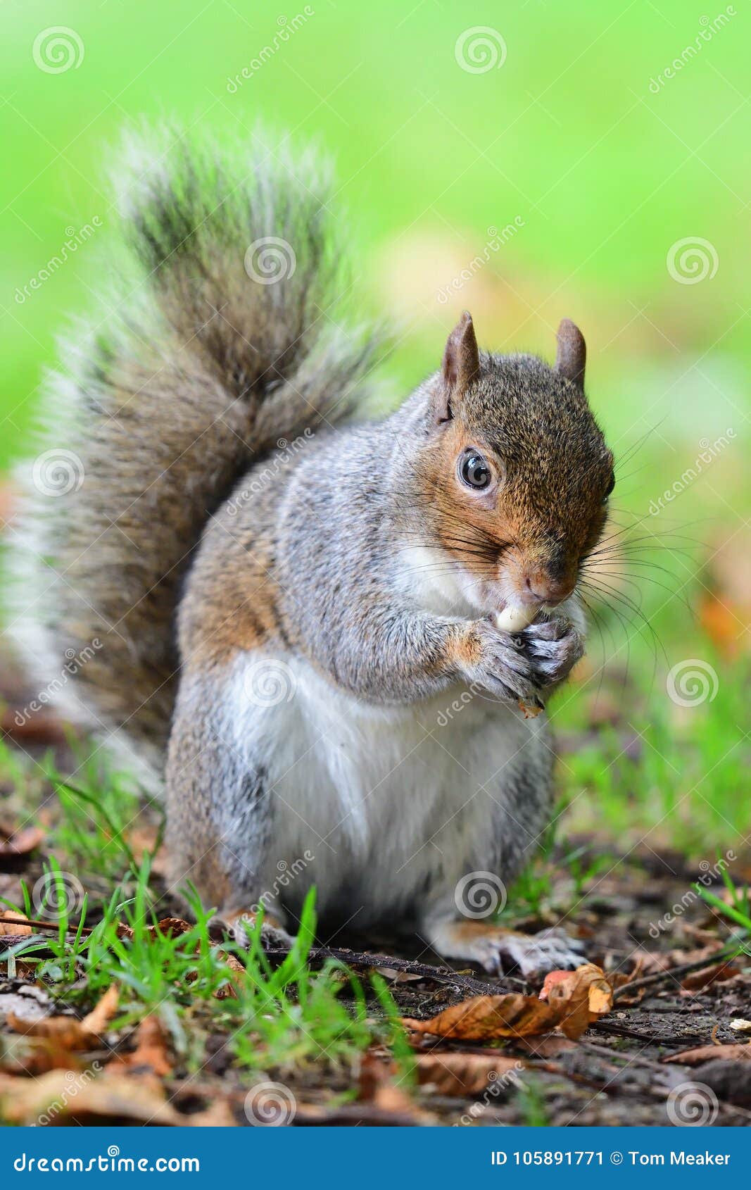 Grey squirrel eating a nut stock image. Image of furry - 105891771
