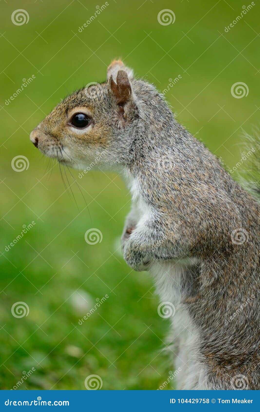 Portrait of a Grey Squirrel Standing Up Stock Photo - Image of animal ...