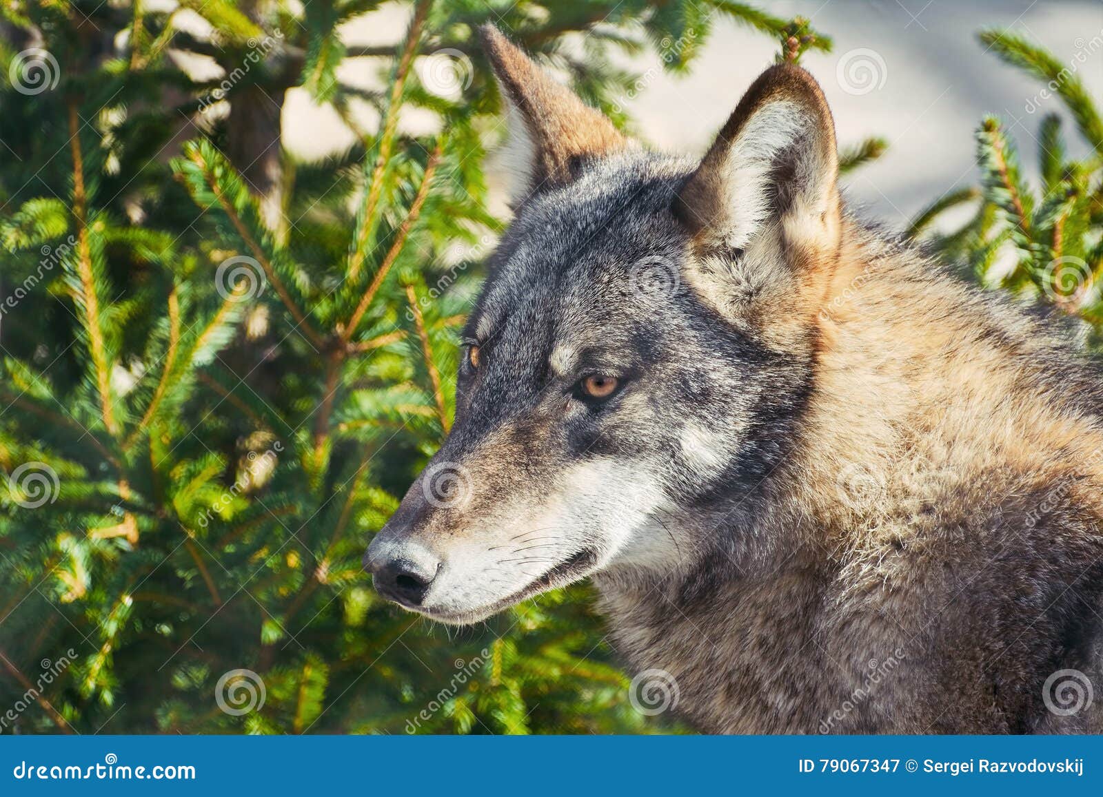 Portrait of Grey Wolf stock image. Image of pine, firtree - 79067347