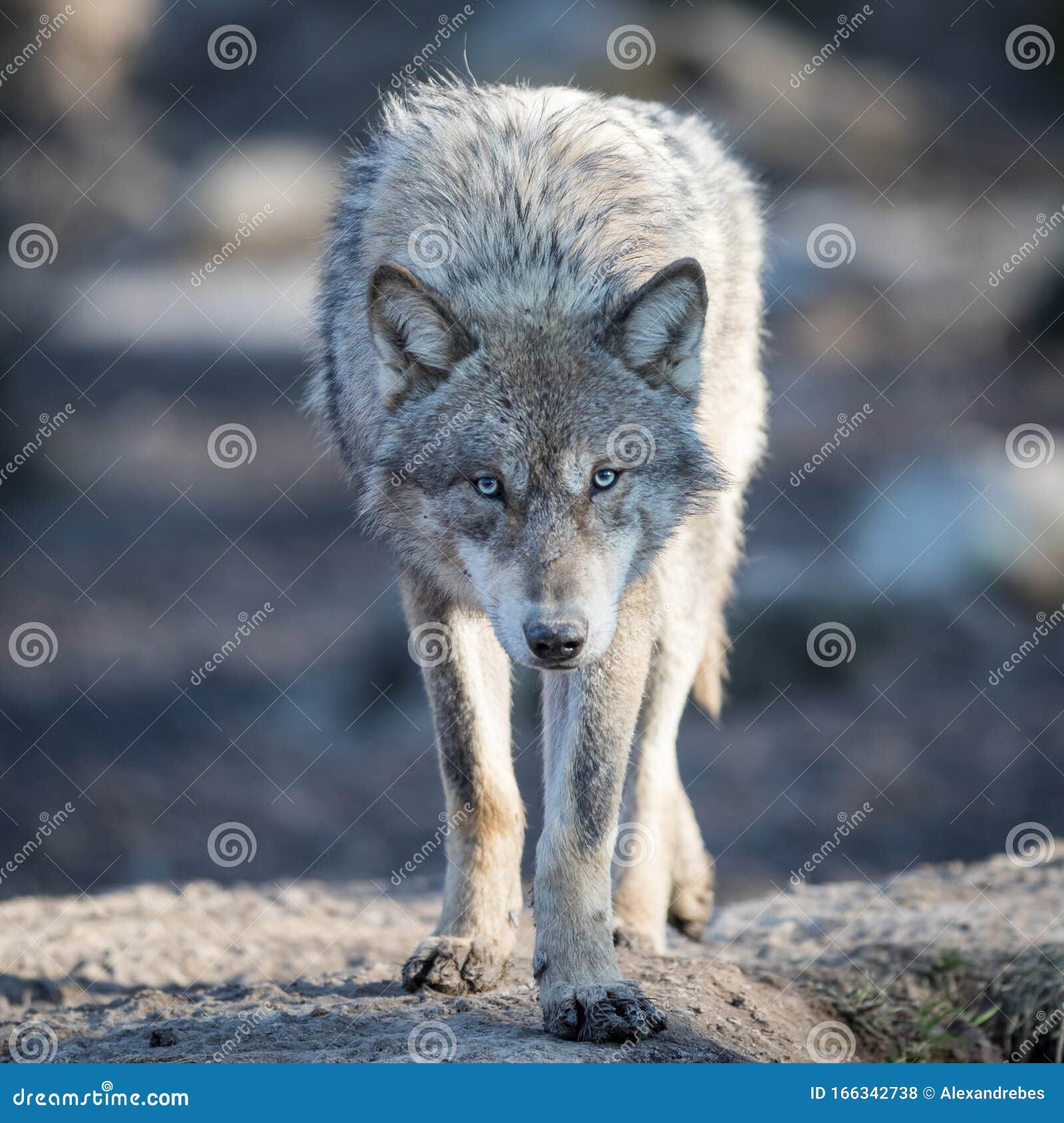 Portrait of Grey Wolf in the Forest Stock Photo - Image of eyes ...