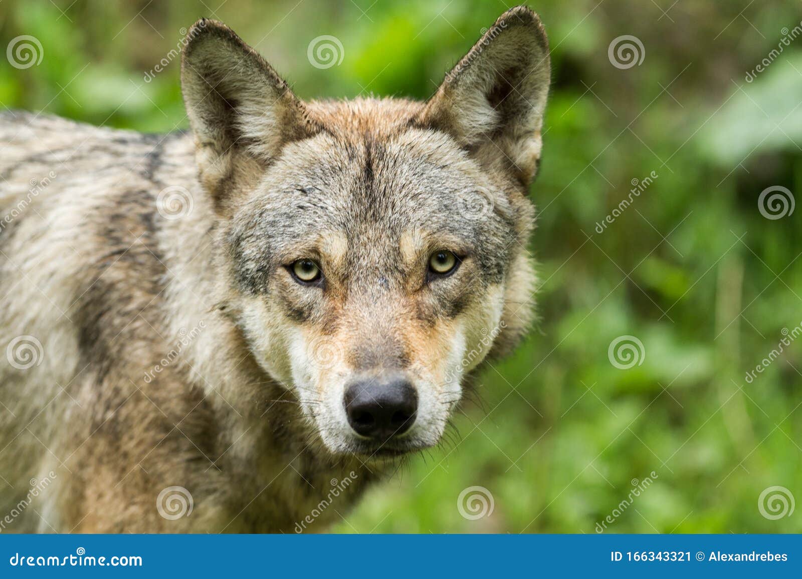 Portrait of Grey Wolf in the Forest Stock Image - Image of beautiful ...