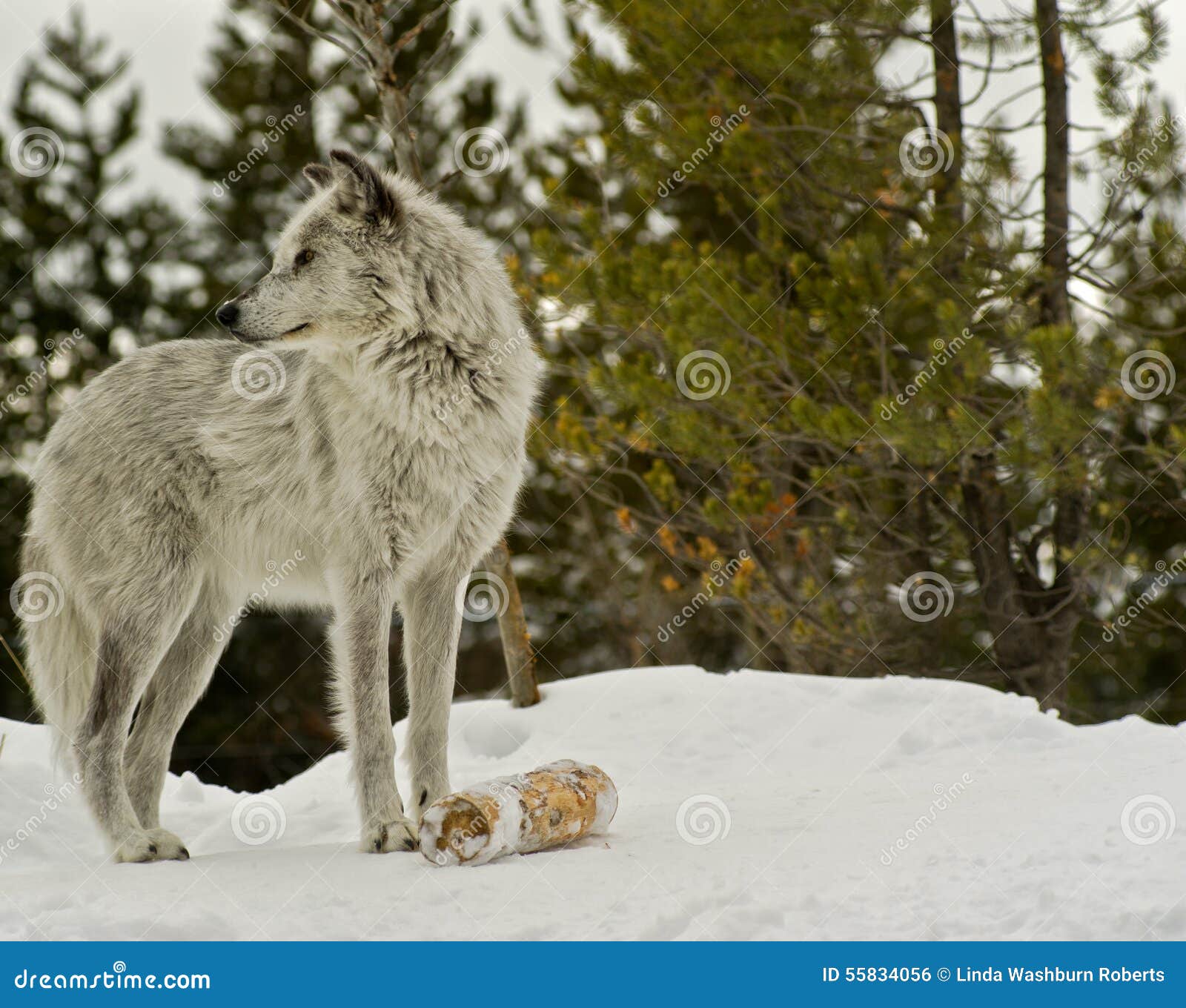 Portrait of a grey wolf stock photo. Image of observing - 55834056