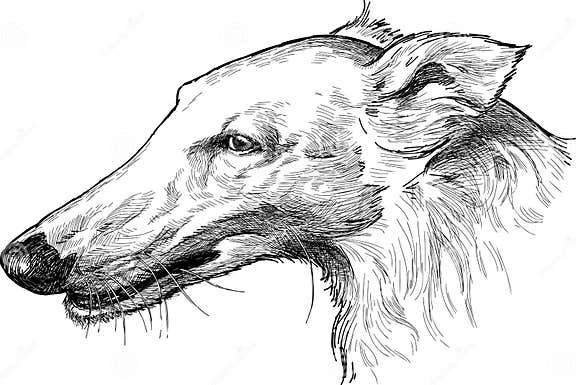 Portrait of a greyhound stock vector. Illustration of snout - 39341777