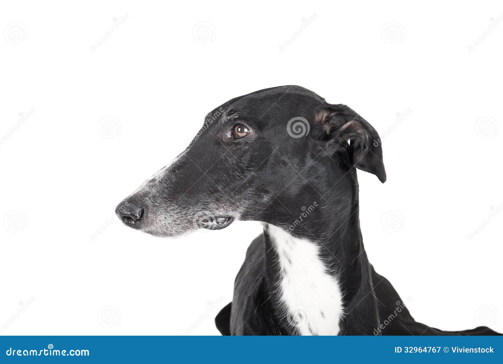 Portrait of a greyhound stock image. Image of people - 32964767
