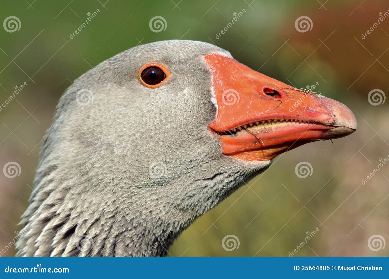 Portrait greylag goose stock image. Image of portrait - 25664805