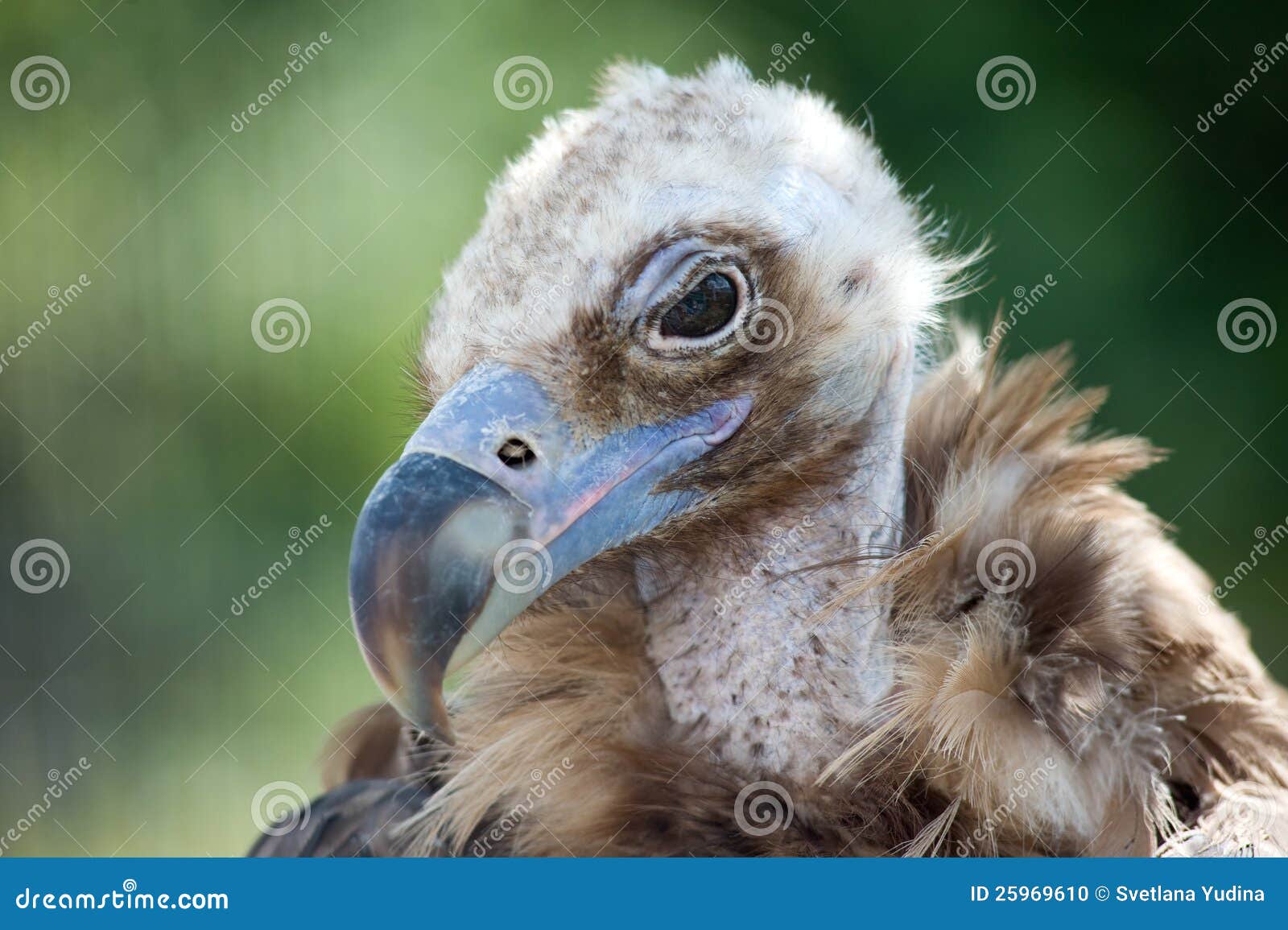 Portrait of the griffin stock photo. Image of beak, neck - 25969610
