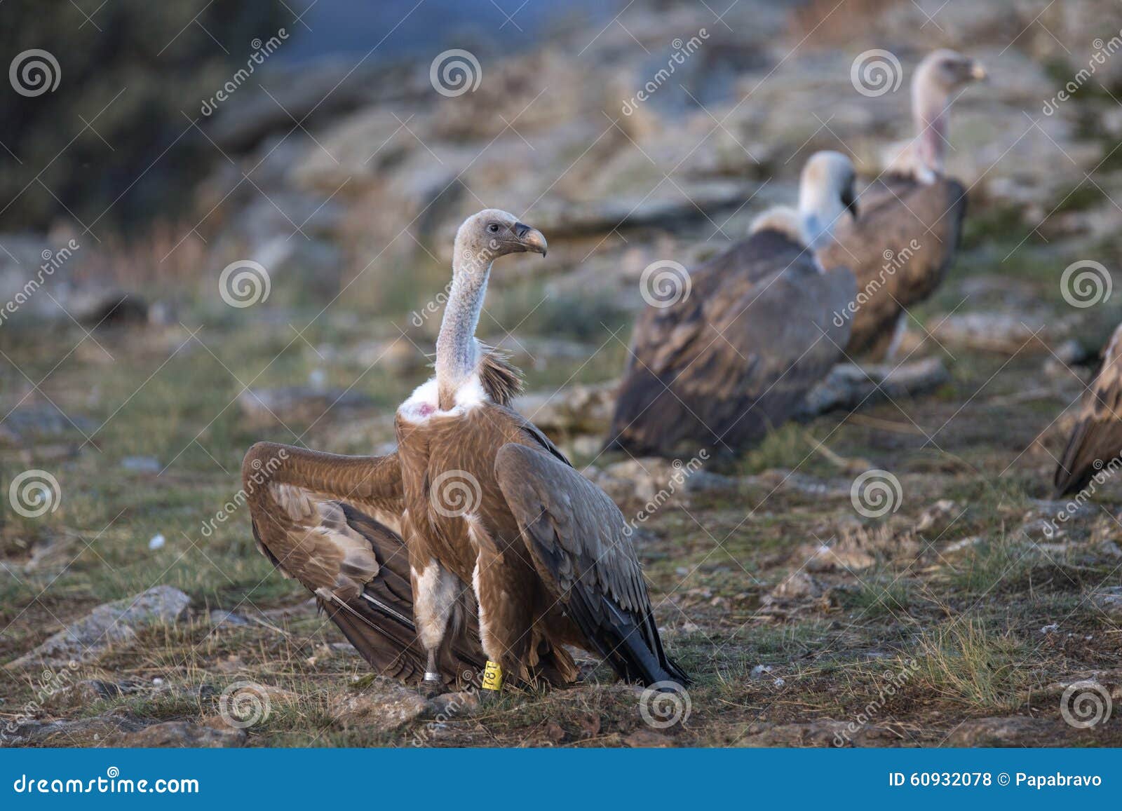 Portrait of Griffon Scavenger Vultures Stock Photo - Image of predator ...