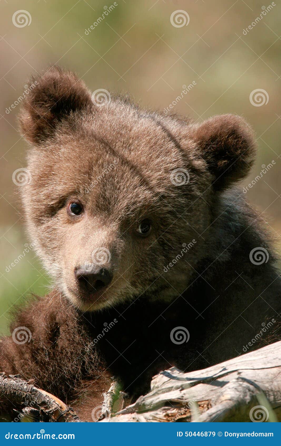 A Portrait Of A Grizzly Bear Head Stock Image | CartoonDealer.com ...