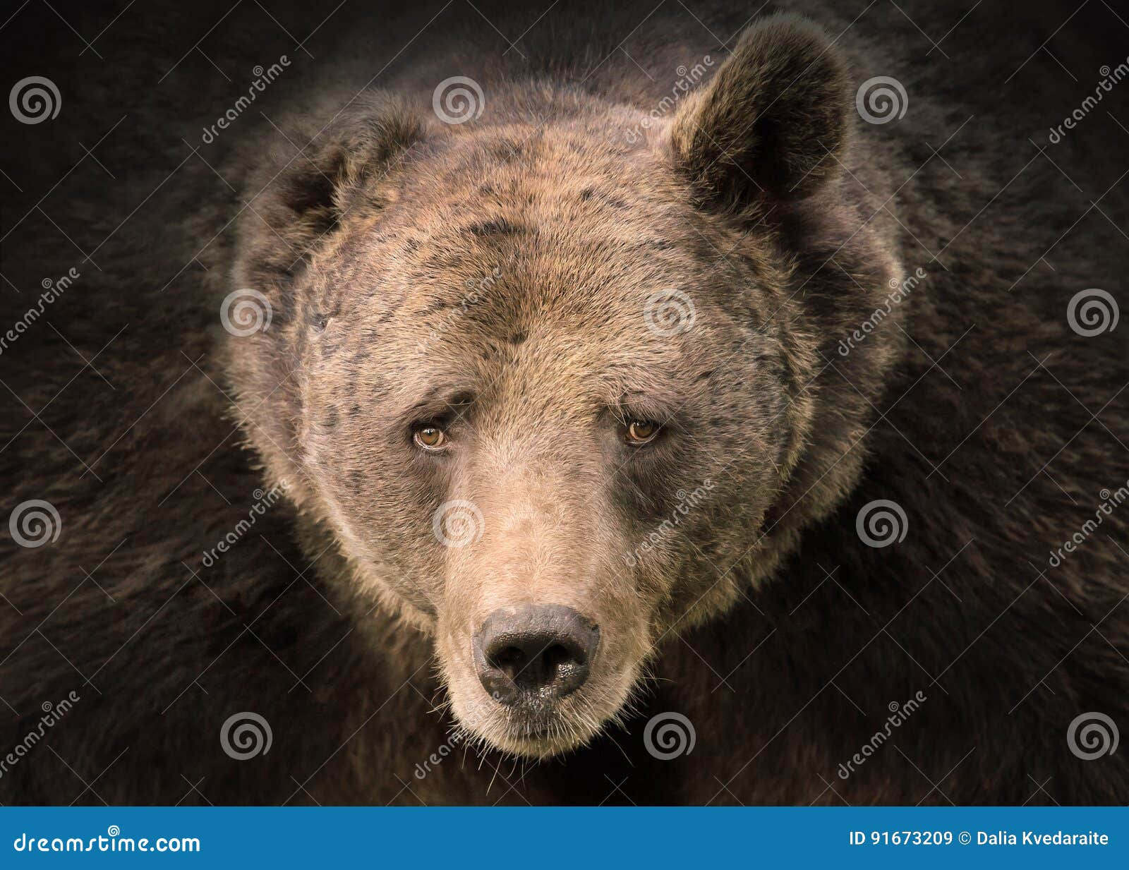 A Portrait Of A Grizzly Bear Head Stock Image | CartoonDealer.com ...