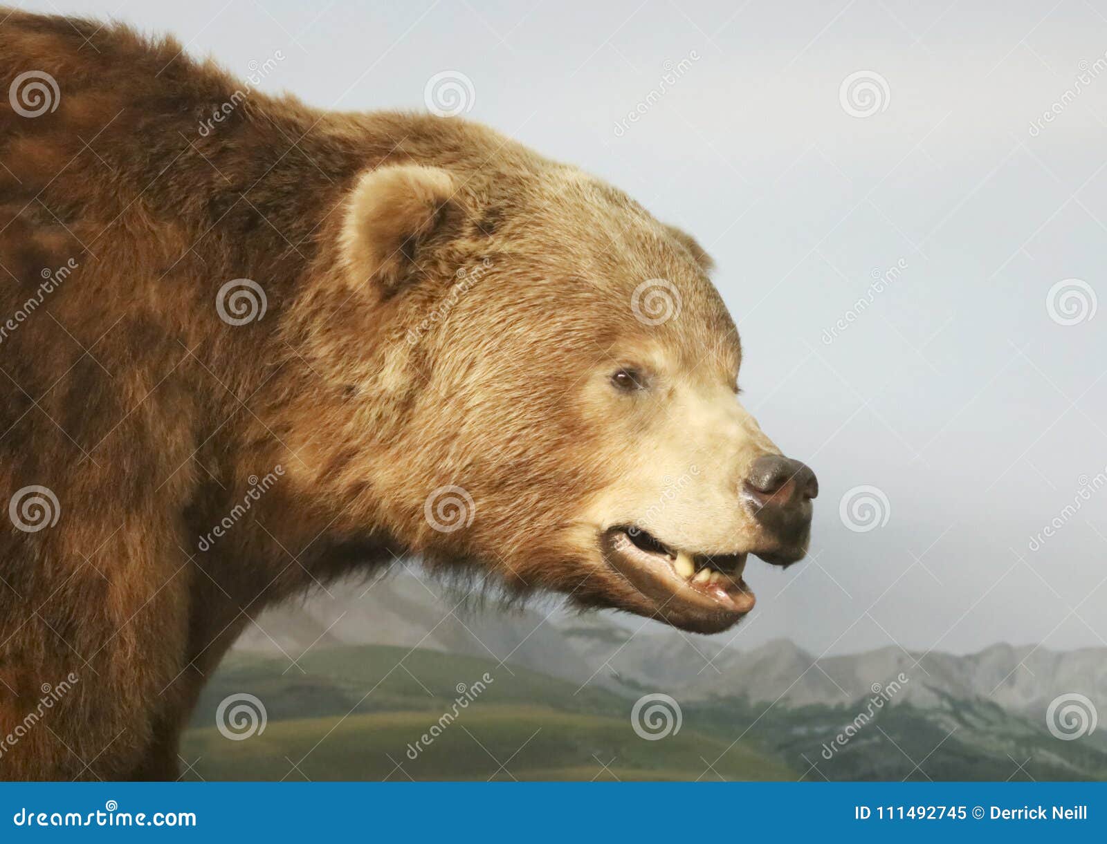 Grizzly Bear Head Stock Photos - Royalty Free Stock Images