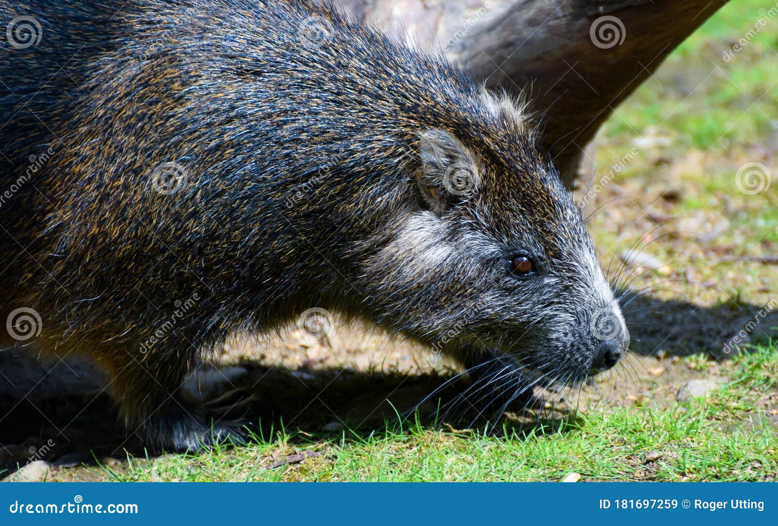Portrait of a Groundhog stock image. Image of wildlife - 181697259
