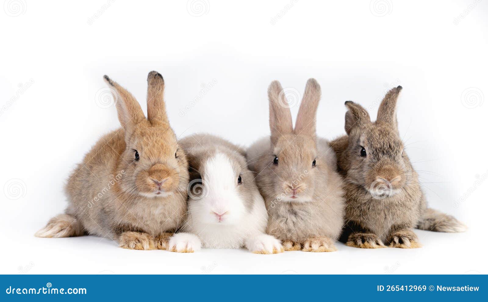 Portrait of Group Bunny Rabbit Easter Animal Isolated on White ...