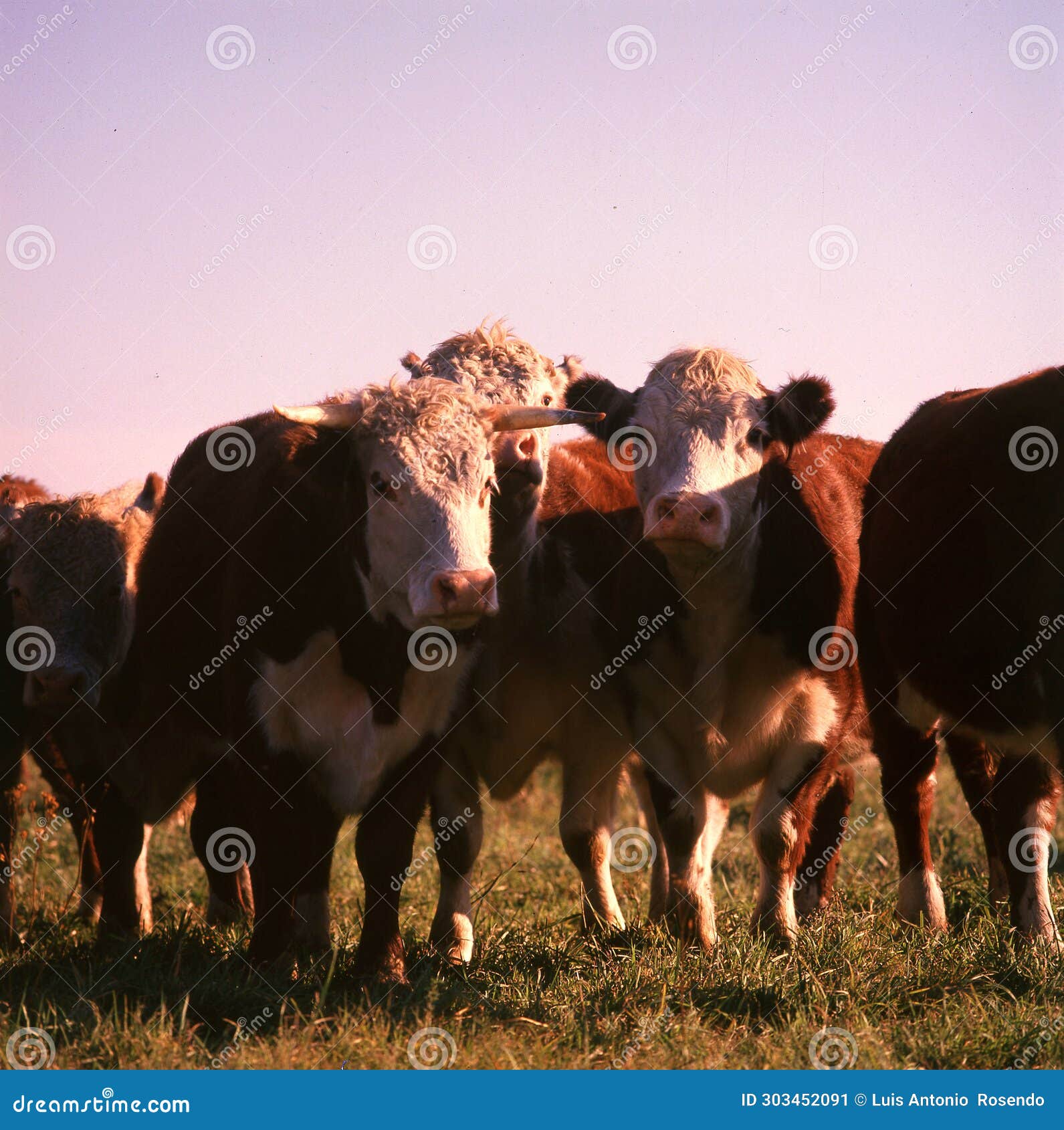 Portrait of a Group of Cows in Various Ages Stock Image - Image of cows ...